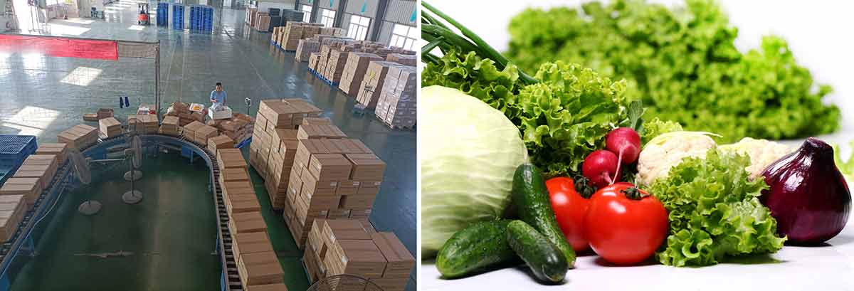 The Pros and Cons of Gamma Radiation in Food Sterilization - EBM MACHINE